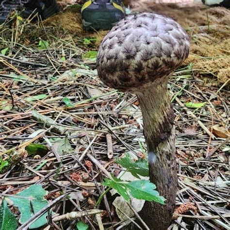 털귀신그물버섯