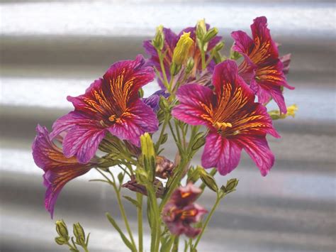 Salpiglossis Local Life Sc Hilton Head Island And Bluffton