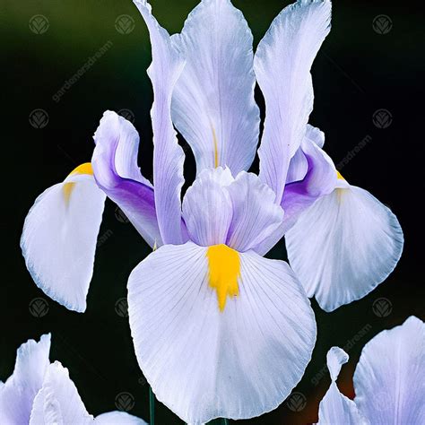 Iris Carmen Master 247plants