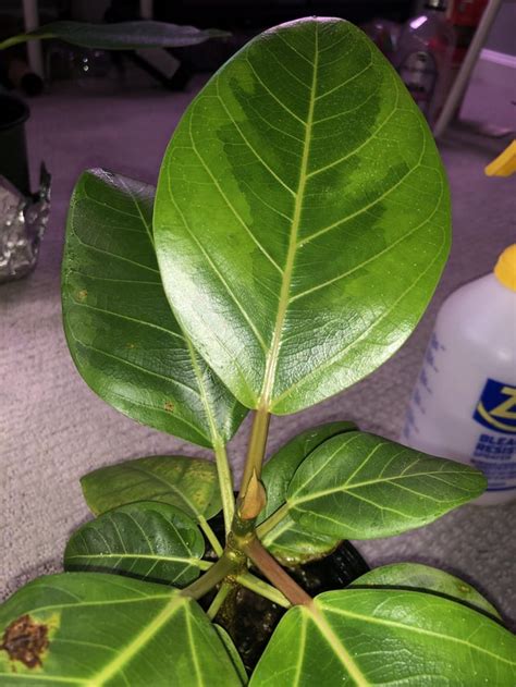 Is This Normal Leaf Patterning For A Ficus Audrey R Houseplants