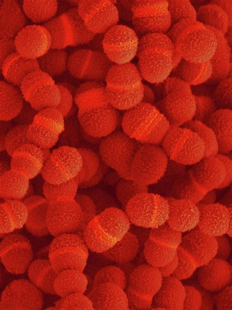 Streptococcus Salivarius 1 Photograph By Science Photo Library
