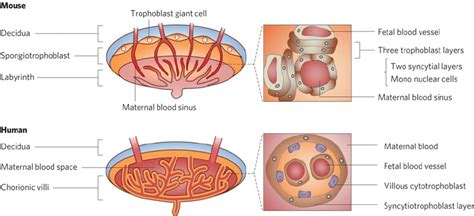 Pathological Examination Of The Mouse And Human Placenta Reproduced Download Scientific