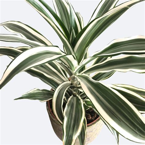 Velvetseed Guettarda Flower Leaf Care Uses Picturethis