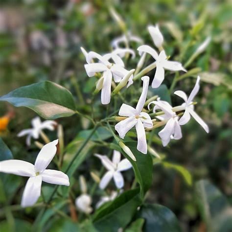 Jazmín Azórico Comprar En Vivero Mario