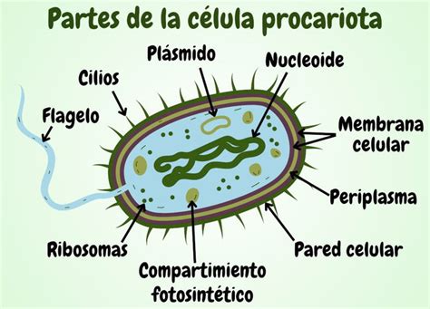 Partes De La Célula Procariota Estructura Externa E Interna Enciclopedia Significados