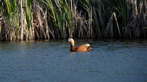 Kars Çayında Yumurtadan Yeni çıkan Angut Kuşu Yavruları Anneleriyle