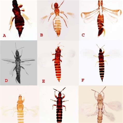 Pdf On The Collections Of Predatory Thrips Insecta Thysanoptera
