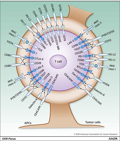 reversing t cell dysfunction and exhaustion in cancer pmc