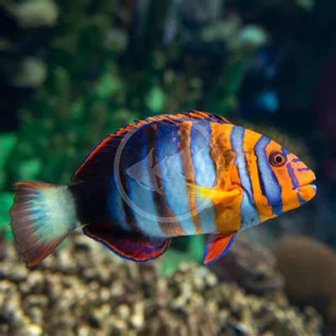 Wrasse Harlequin Tusk Choerodon Fasciatus Aquatics Unlimited