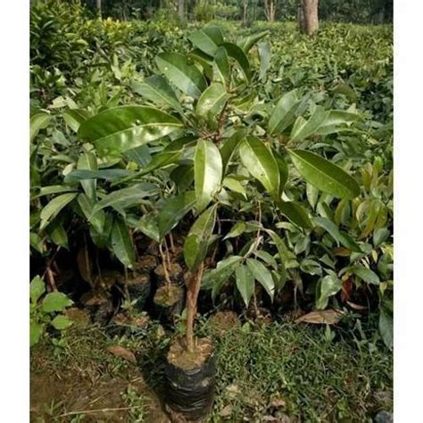 Dwarf Lychee Plant At ₹ 40plant Litchi Plants In Lucknow Id