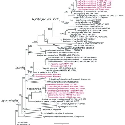 Bayesian Inference Analysis Based On Aligned 16s 23s Its Sequences With Download Scientific