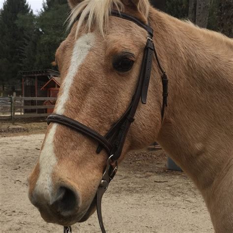 Brooke Gordon Youtube