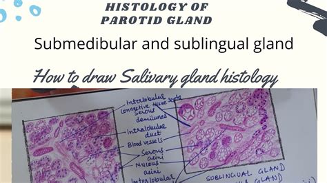 Parotid Gland Histology Diagram