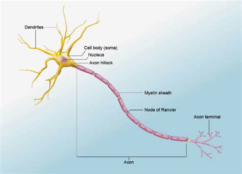 Module 1 Aandp 2 Problem Set Flashcards Quizlet