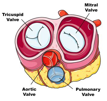 Tricuspid Heart Valve Diagram For Patients