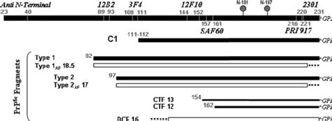 Diagram Of Cjd Associated Prp Sc Fragments The C1 Prp C Fragment And