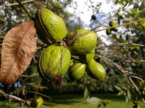 Пекан обыкновенный 44 фото НА ДАЧЕ ФОТО