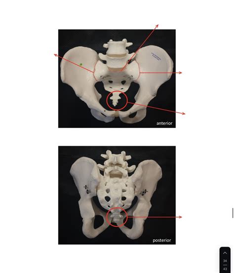 Sacrum Coccyx Diagram Quizlet Sacrum Coccyx Diagram Quizlet
