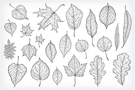 Premium Vector Falling Leaves Vector Illustration Decorative Graphic Black Outline Autumn