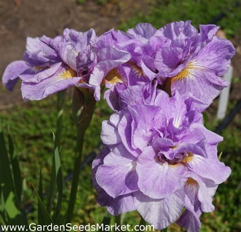 Doubleflowered Siberian Iris Imperial Opal Siberian Flag Garden