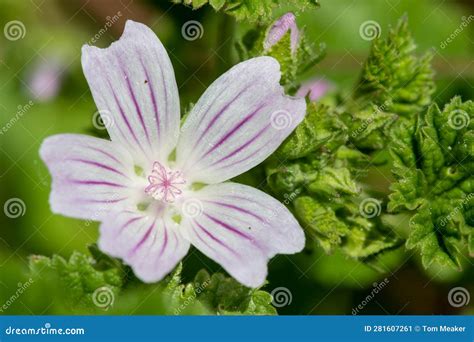 Common Mallow Malva Neglecta Flower Stock Image Image Of Flower