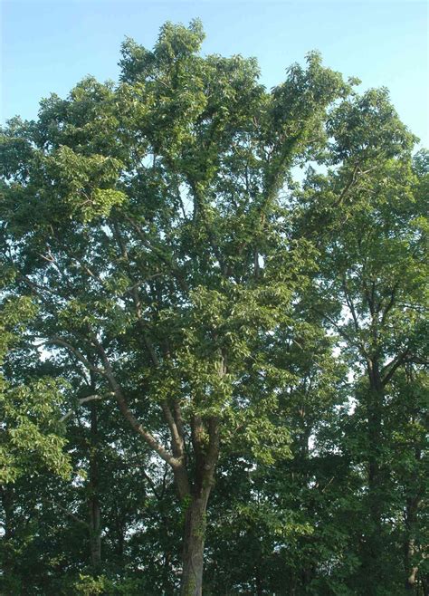 Different Kinds Of Oak Trees Types Of Oak Trees In Louisiana