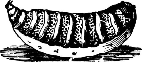 Sheep Botfly Or Estrus Ovis Vintage Illustration 13770069 Vector Art