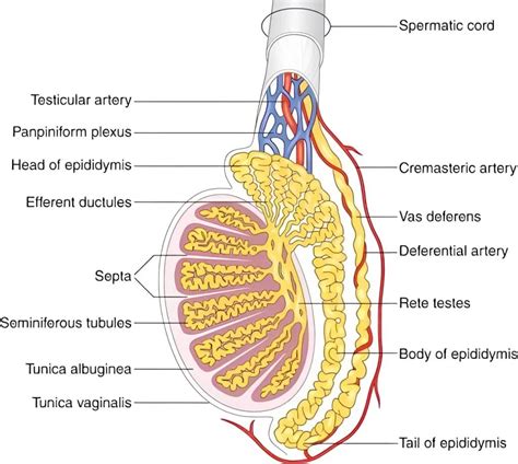 Testis Diagram Class 12 Gk Knowledge Medical School Essentials Medical Knowledge
