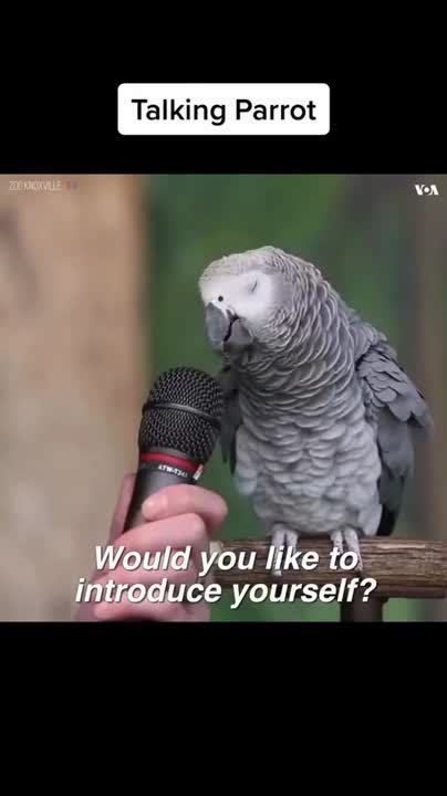 Intelligent Parrots Are Remarkable For Their Ability To Mimic Human