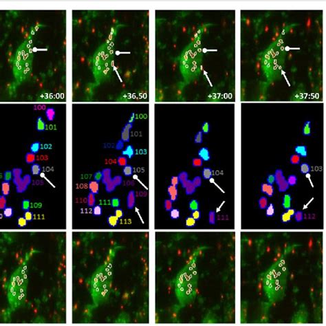 Results Of Nuclear Classification A The Images Show The Result Of