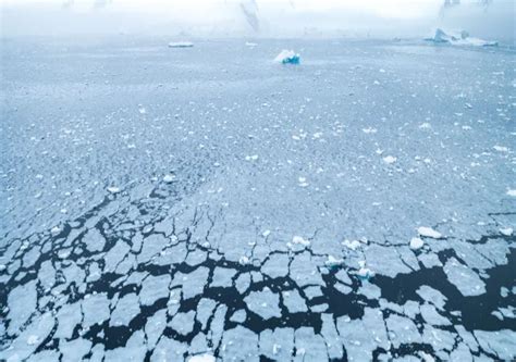 Unos Biólogos Marinos Descubren La Causa Que Hay Detrás Del Misterioso