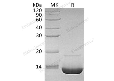 Recombinant Human Complement Component C3a C3a Protein Elabscience Biotechnology