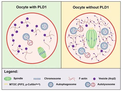 基础医学院马伟教授团队在卵母细胞成熟机制方面取得新进展研究过程缺失