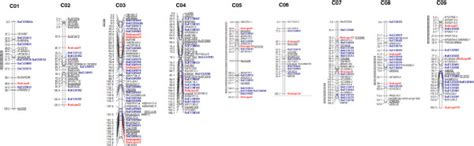 The Genetic Linkage Map Of Cabbage The Map Was Constructed Using 98