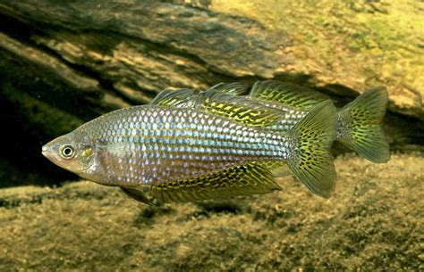 ‘life Finds A Way Heres How Rainbowfish Survive In Australias