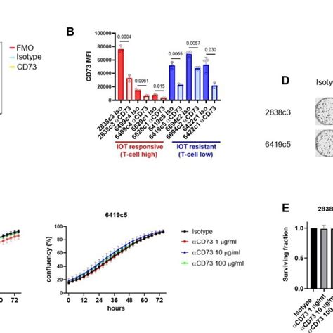 Expression Of Cd73 On Kpcy Derived Cell Lines And Response To Anti Cd73