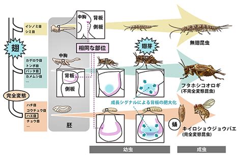 祖先の背中の肥大化が昆虫の翅を生んだ －150年来の昆虫翅進化の謎に迫る－ 京都大学