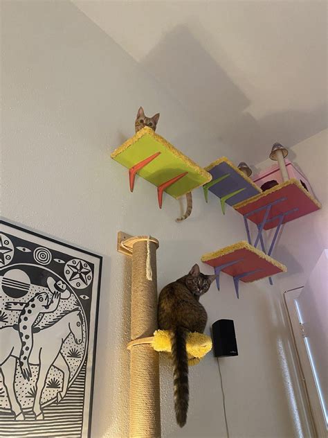 Missing Kitty Castle 30 Reward R Neworleans