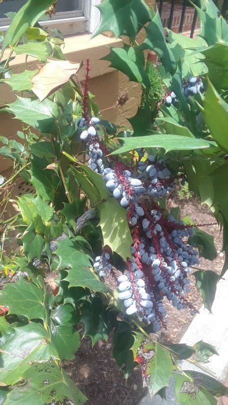 Fruit Trees Home Gardening Apple Cherry Pear Plum When To Plant