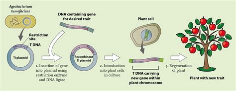 Recombinant Dna Technology With Diagram Dna Cloning Definition
