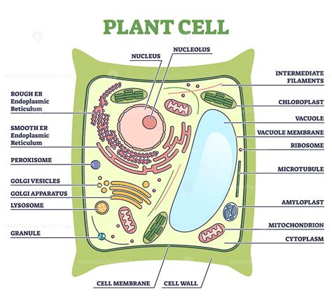 Cell Membrane Diagram Labeled