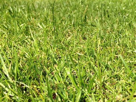 Bent Grass Agrostis Bentgrass Care Gardendi
