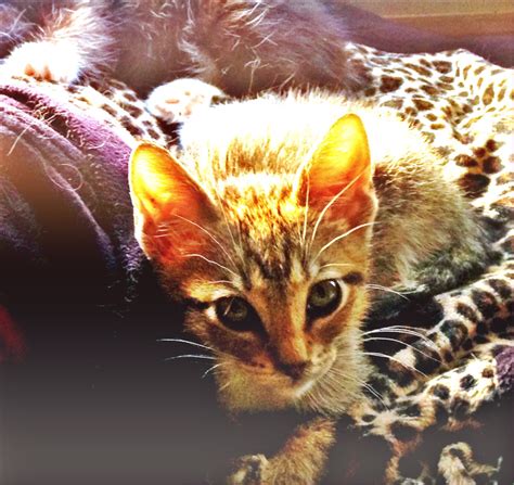 Teen Bean As A Kitten