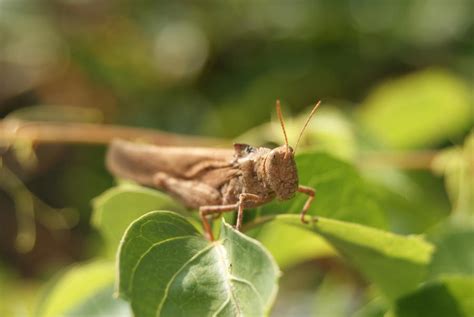 Mr Grasshopper By Crossedfaith On Deviantart