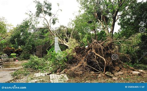 Uprooted Tree Stock Image Image Of Plant Hurricane 25856405