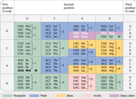Mutation And Dna Repair Flashcards Quiz