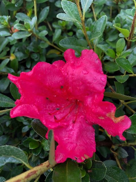 Azalea X Eriaceae Conversation Piece Transplant Nursery Inc