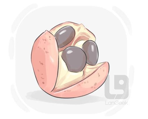 Definition And Meaning Of Akee Langeek