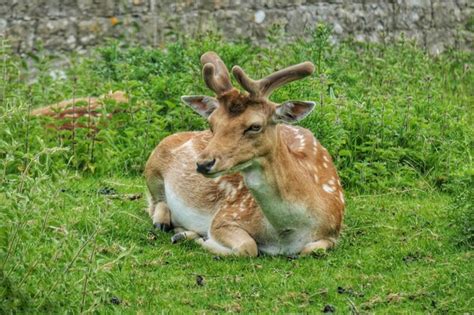 Premium Photo Fawn In Grass