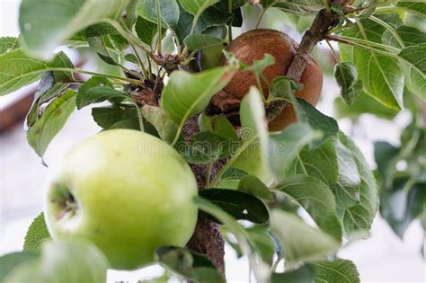 Exploring The Diverse Diseases Affecting Fruit Trees During The Summer